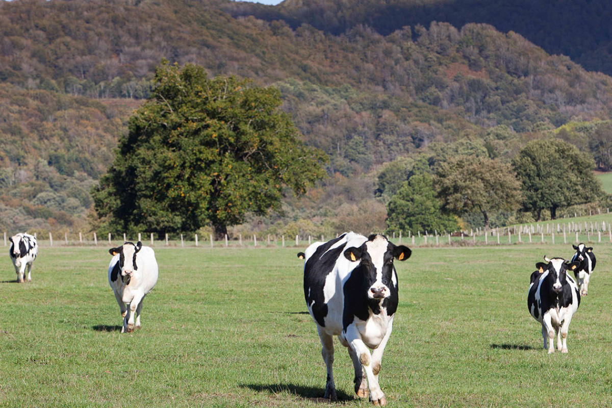El compromiso de Danone con el bienestar animal, una realidad ...